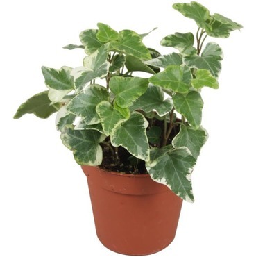 Ivy (Hedera) Green and Silver Leaf 9cm - Stewarts Garden Centre