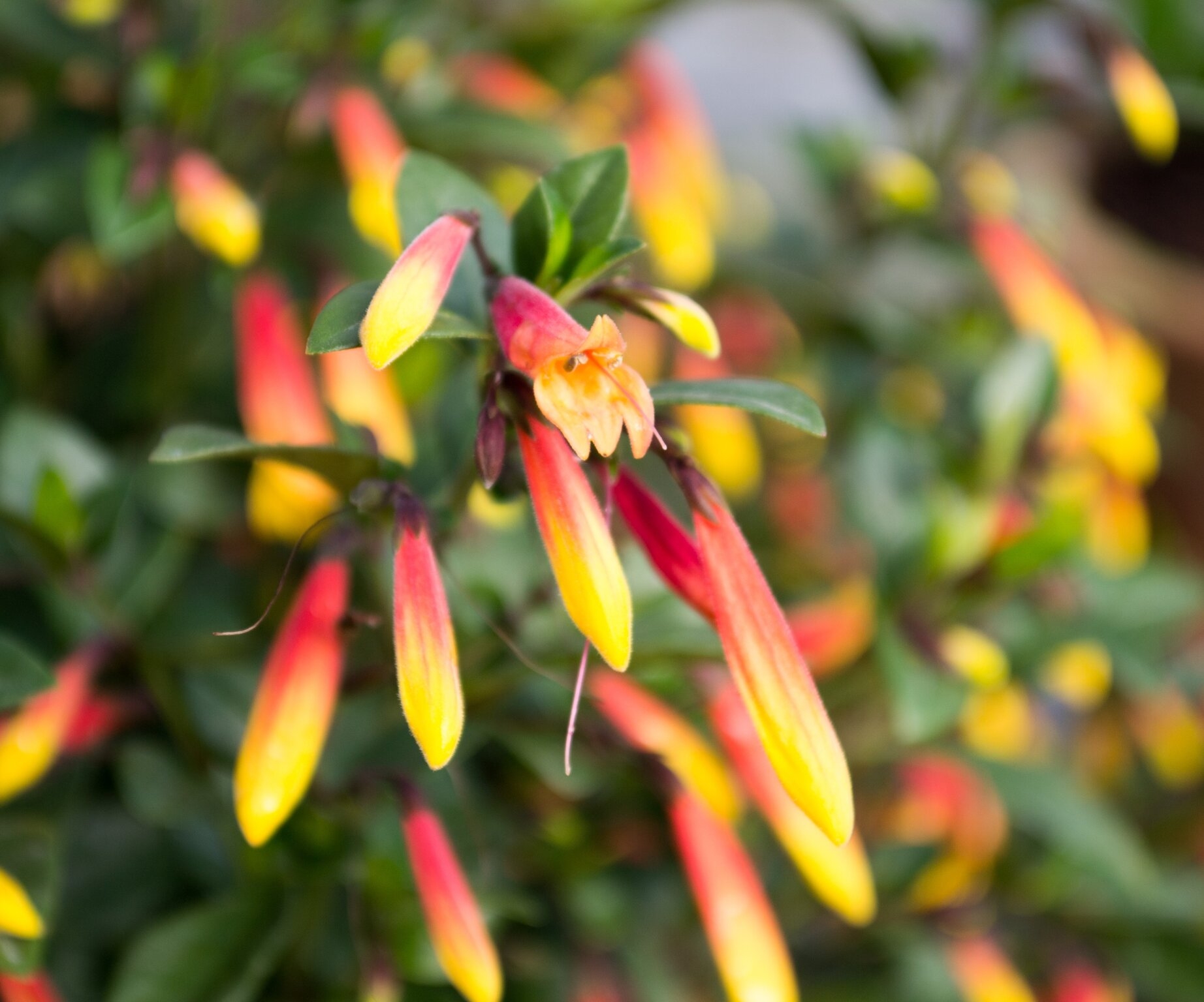 Jacobinia Firefly 3 Litre - Stewarts Garden Centre