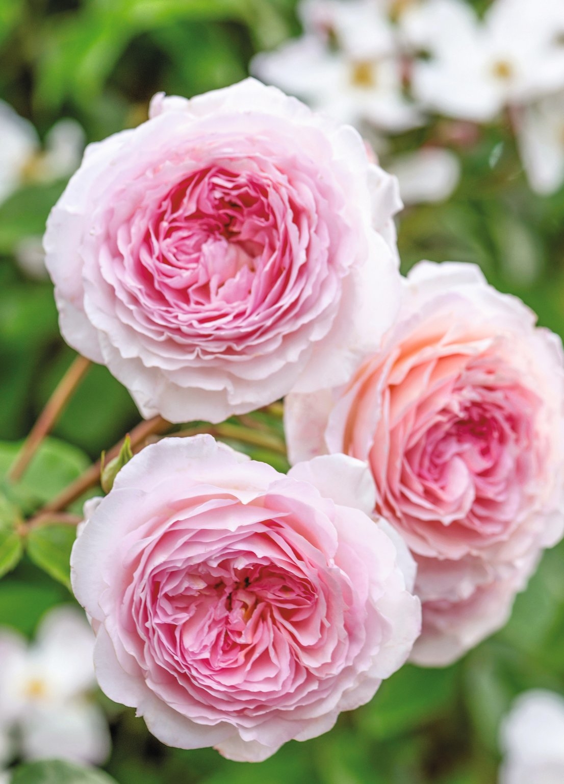 James Galway Climbing Rose 6 Litre - Stewarts Garden Centre