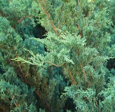 Juniperus Blue Alps 1 Litre - Stewarts Garden Centre