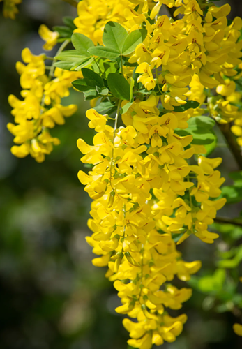 Laburnum Yellow Rocket 12 Litre - Stewarts Garden Centre