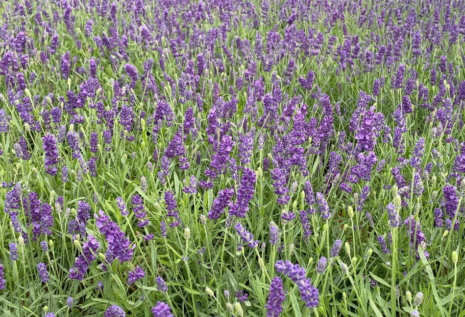 Lavender BeeZee Dark Blue 2 litre - Stewarts Garden Centre