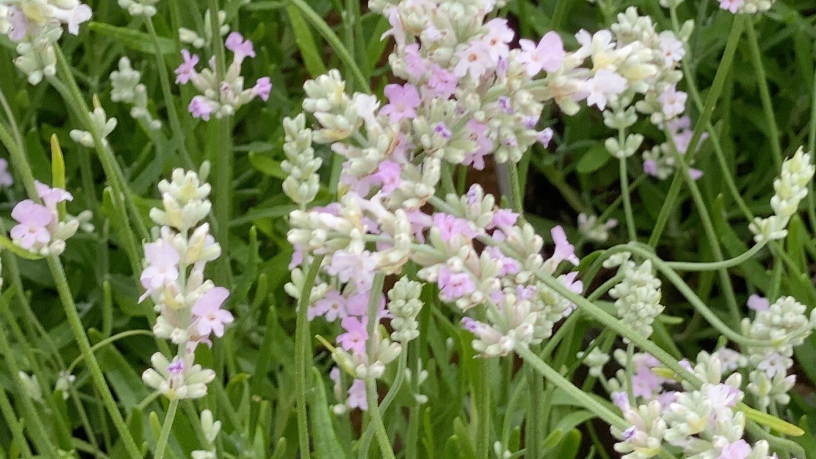 Lavender BeeZee Pink 2 litre - Stewarts Garden Centre