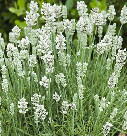 Lavender BeeZee White 2 litre - Stewarts Garden Centre
