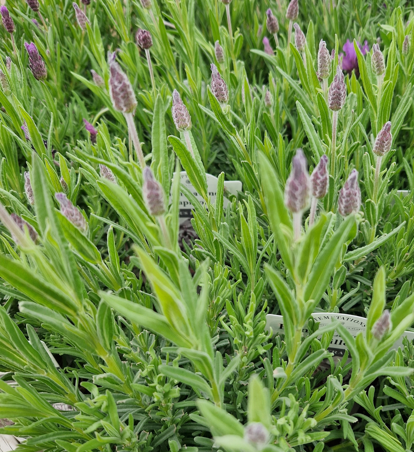 Lavender Papillon 2 Litre - Stewarts Garden Centre