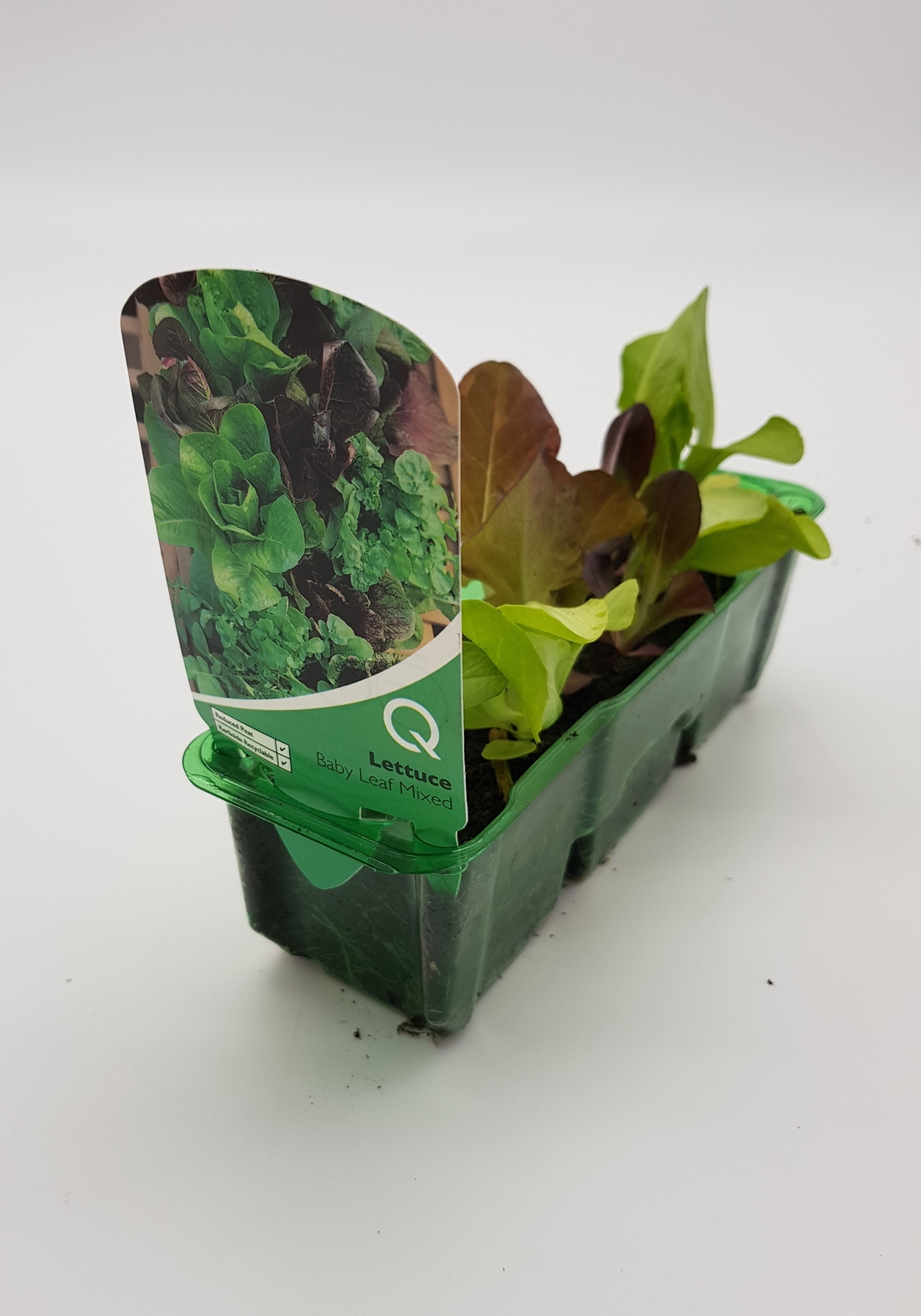 Lettuce Baby Leaf Mix Pack - Stewarts Garden Centre