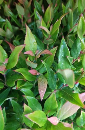 Leucothoe Little Flames 2.3 Litre - Stewarts Garden Centre