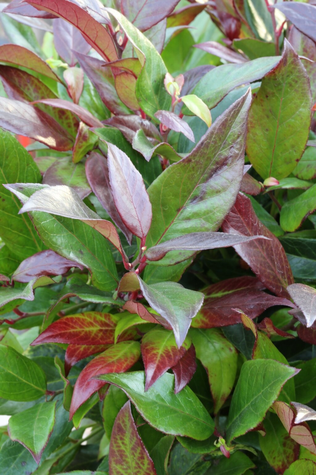 Leucothoe Scarletta 4.6 Litre - Stewarts Garden Centre