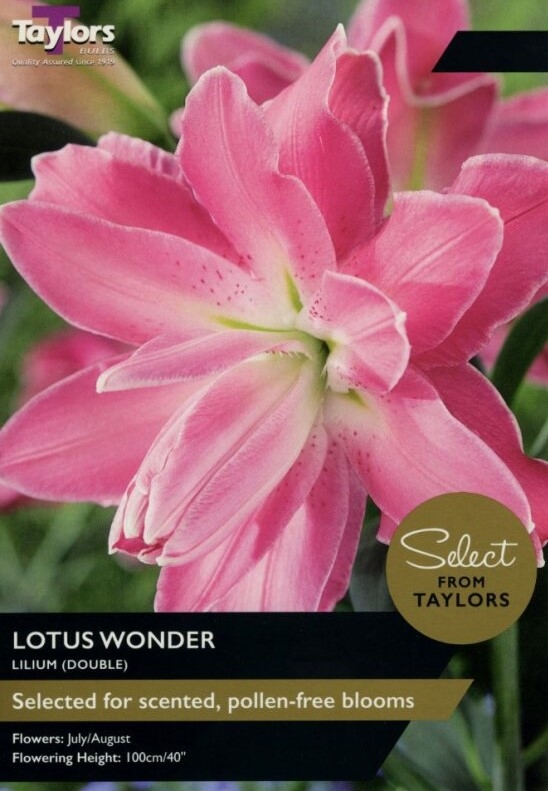 Lilium Lotus Wonder - Stewarts Garden Centre