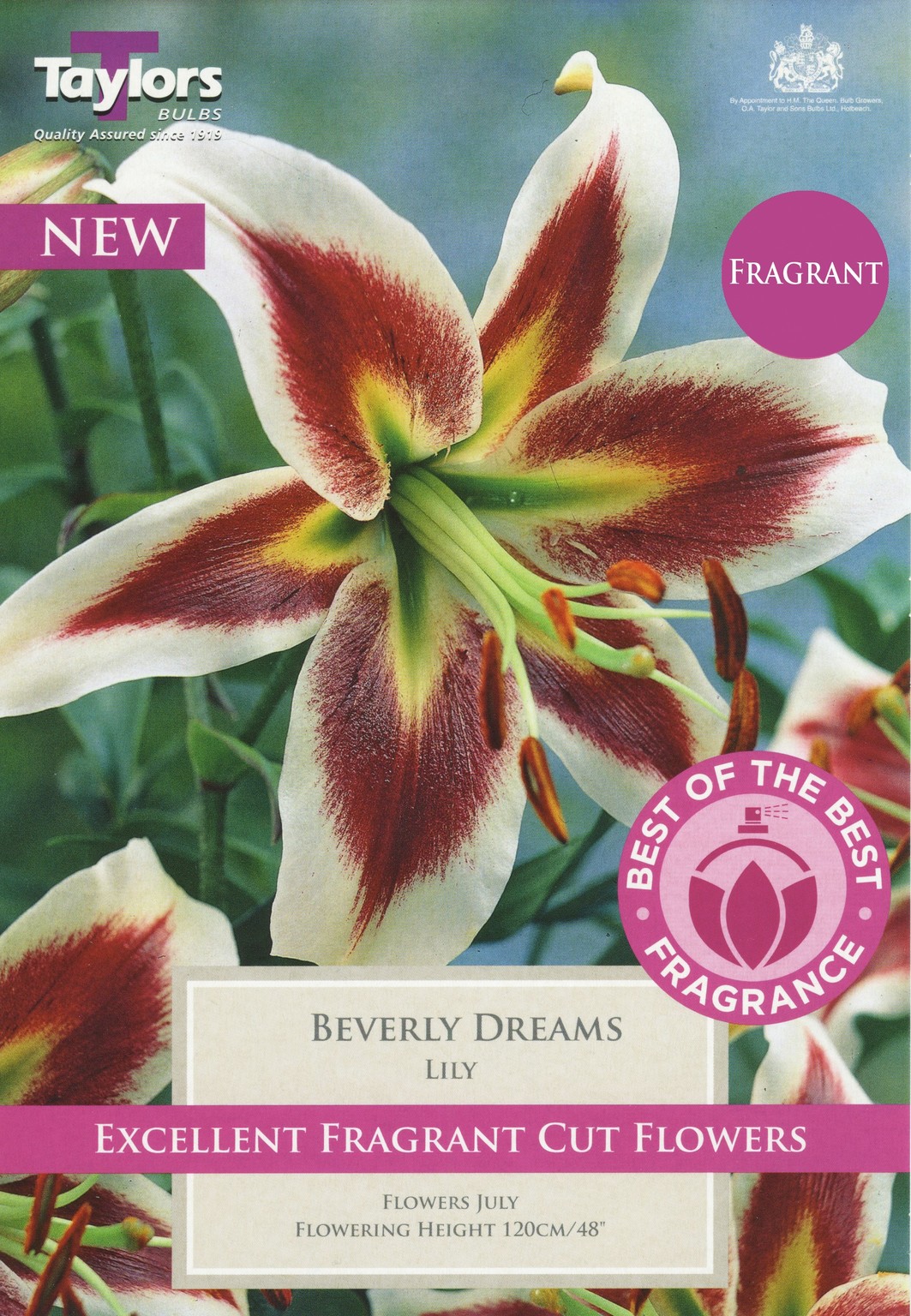 Lily Beverly Dreams - Stewarts Garden Centre