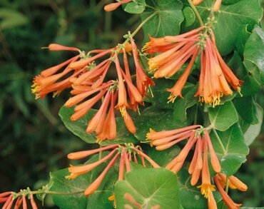 Lonicera 'Dropmore Scarlet' 3 Litre - Stewarts Garden Centre