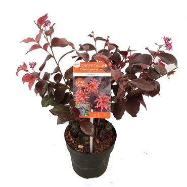 Evergreen Shrubs - Stewarts Garden Centre