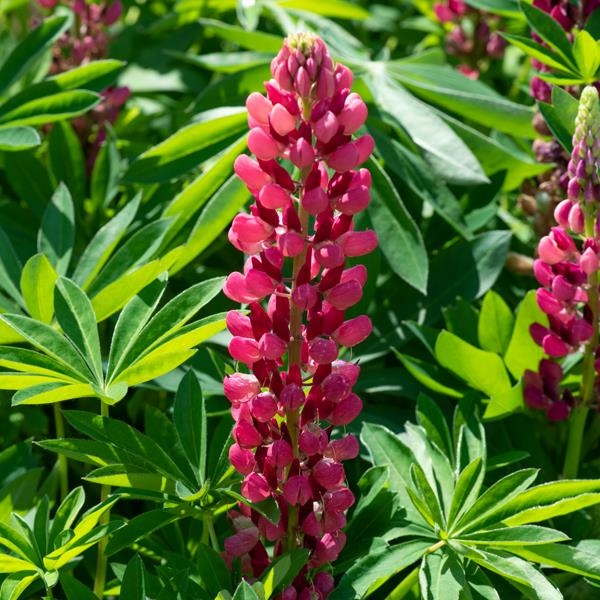 Lupin Legendary Red Shades 3 Litre - Stewarts Garden Centre