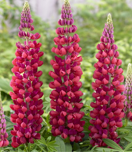 Lupin Red Rum 2 Litre - Stewarts Garden Centre