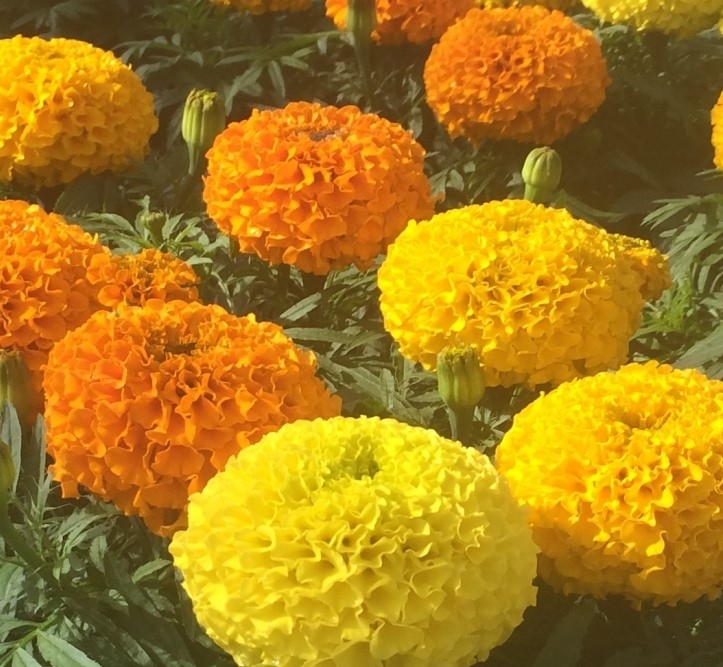 Marigold African Dwarf Mixed Six Pack - Stewarts Garden Centre
