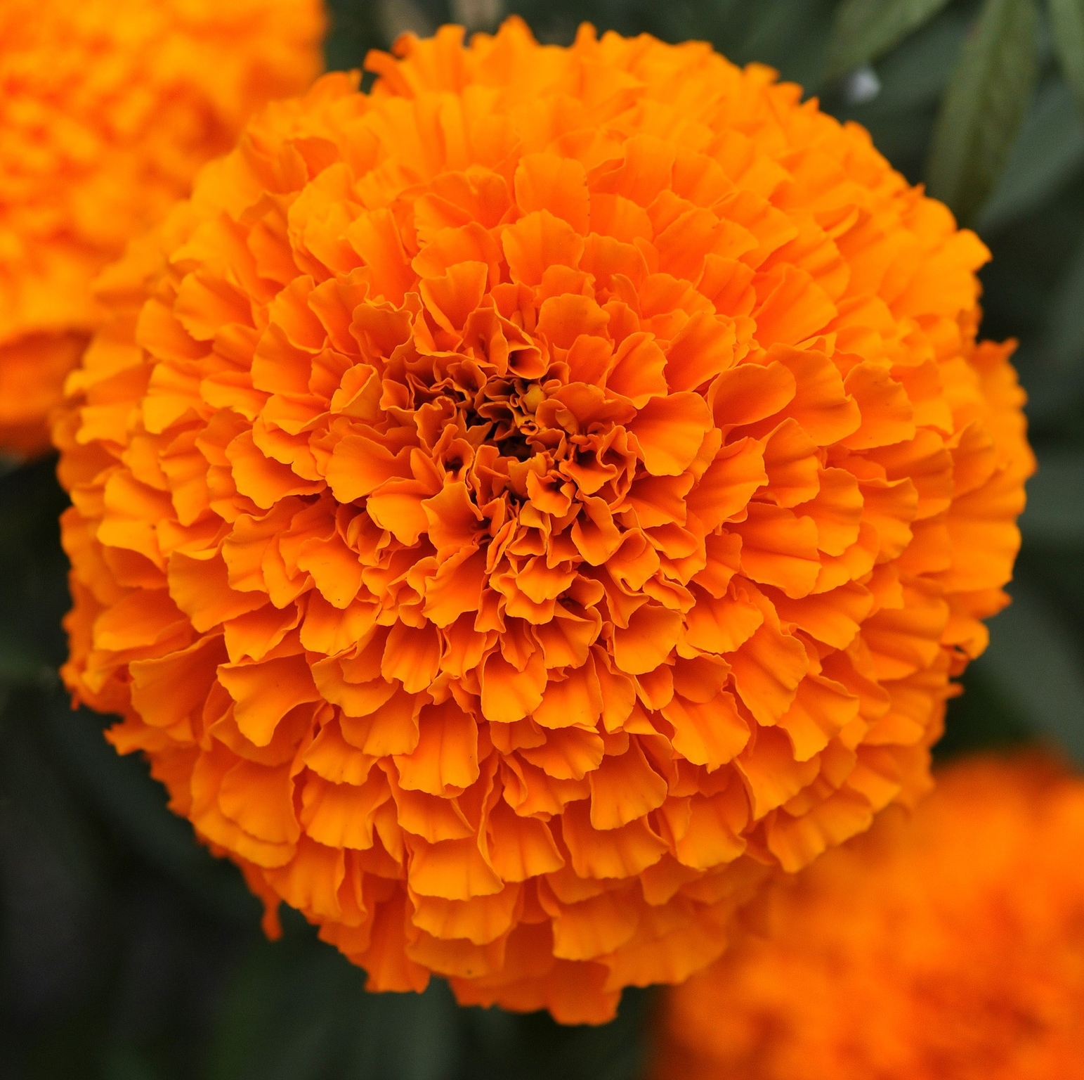 Marigold African Orange Six Pack - Stewarts Garden Centre