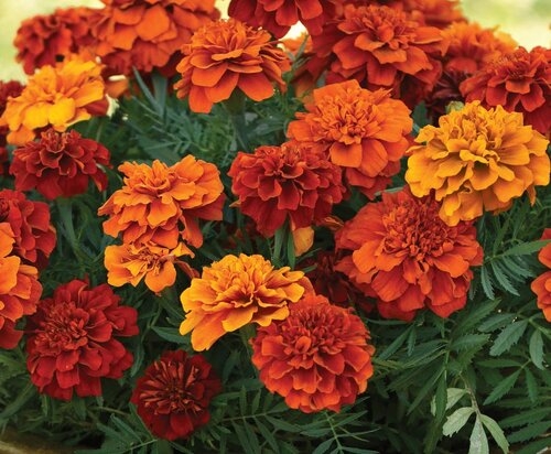 Marigold French Fireball Six Pack - Stewarts Garden Centre