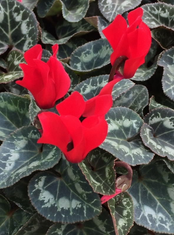 Mini Cyclamen Red Jumbo Six Pack - Stewarts Garden Centre