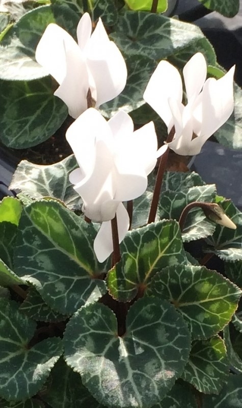 Mini Cyclamen White Jumbo Six Pack - Stewarts Garden Centre