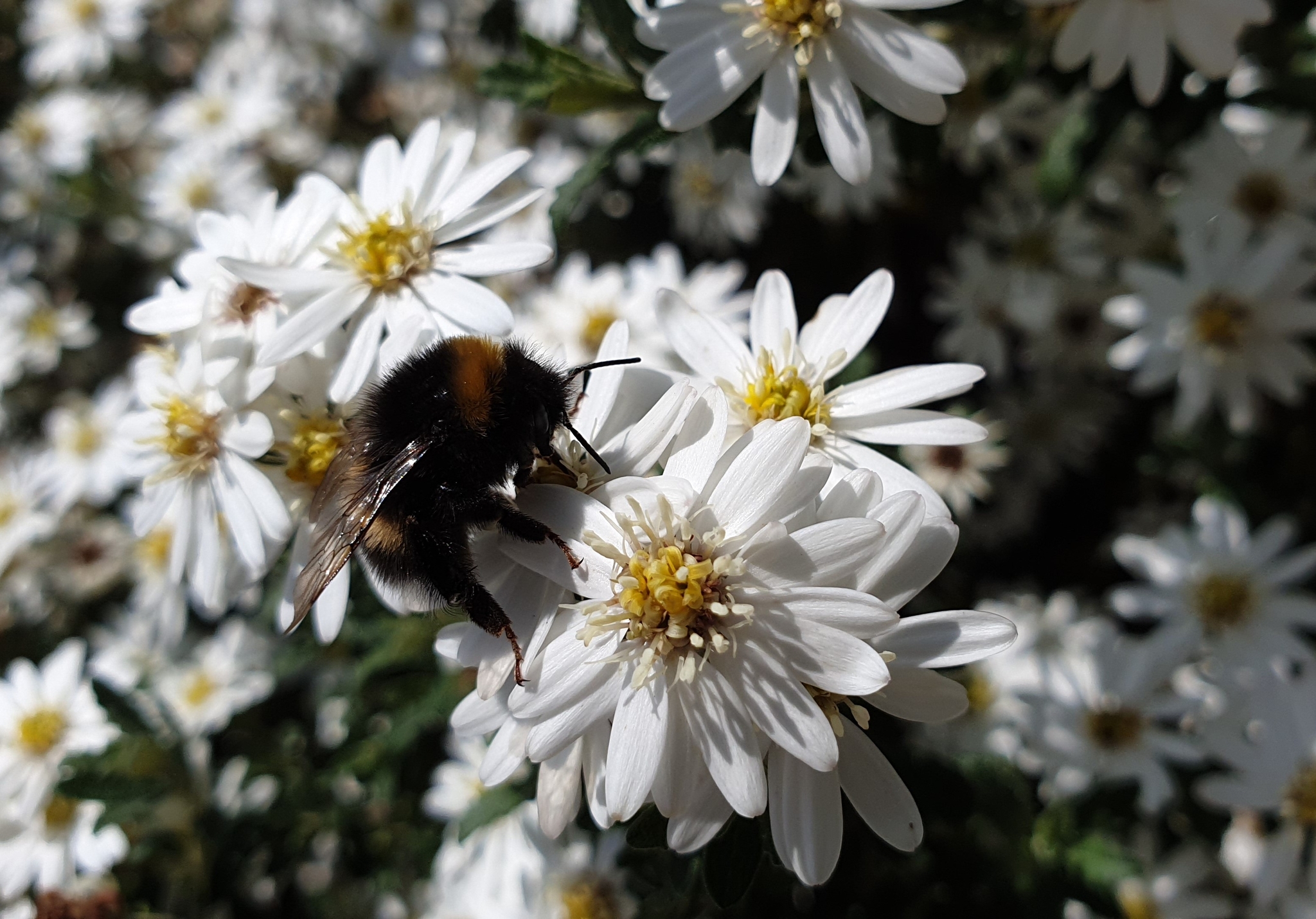 Olearia Spring Bling 3 Litre - Stewarts Garden Centre