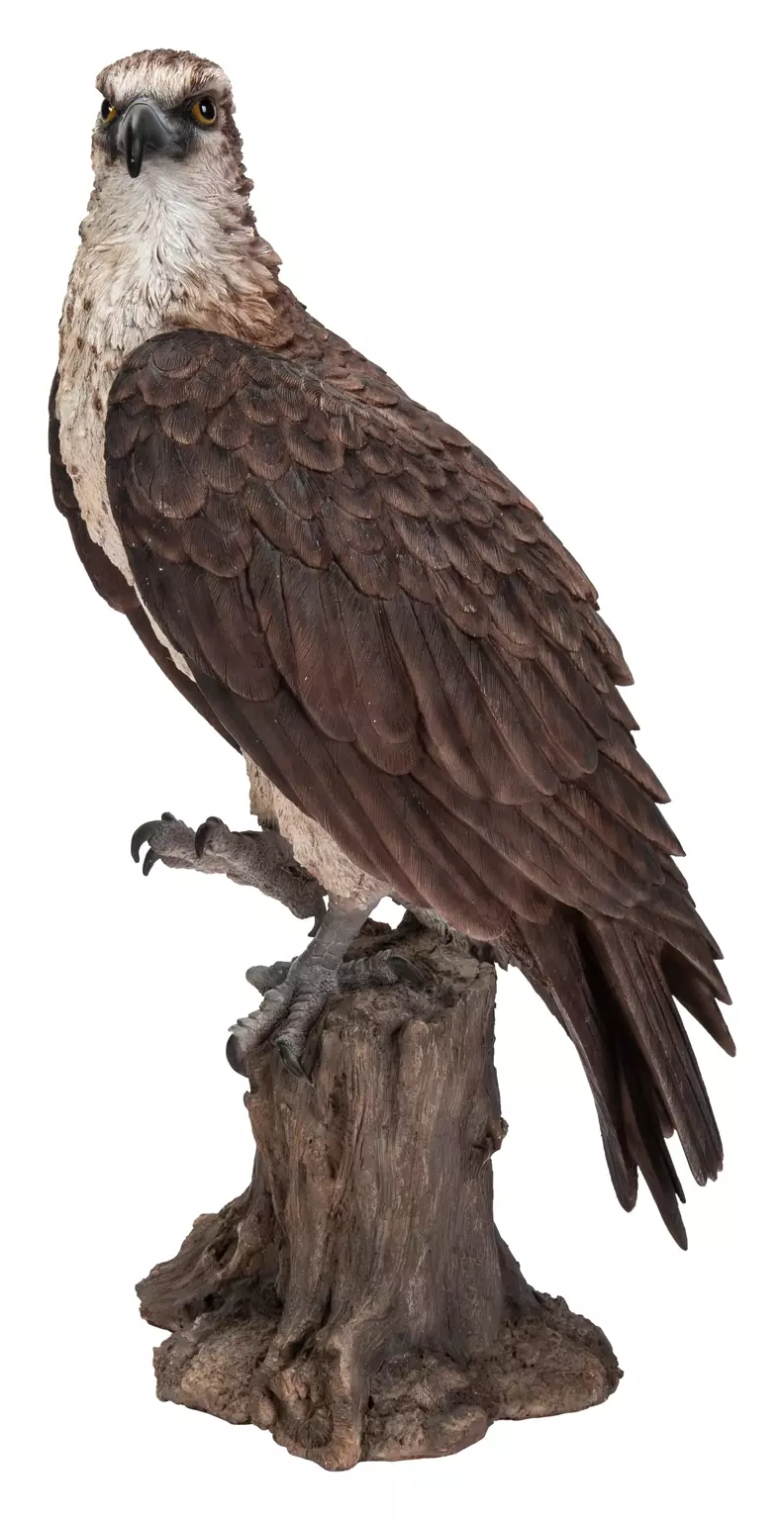 Osprey - Stewarts Garden Centre