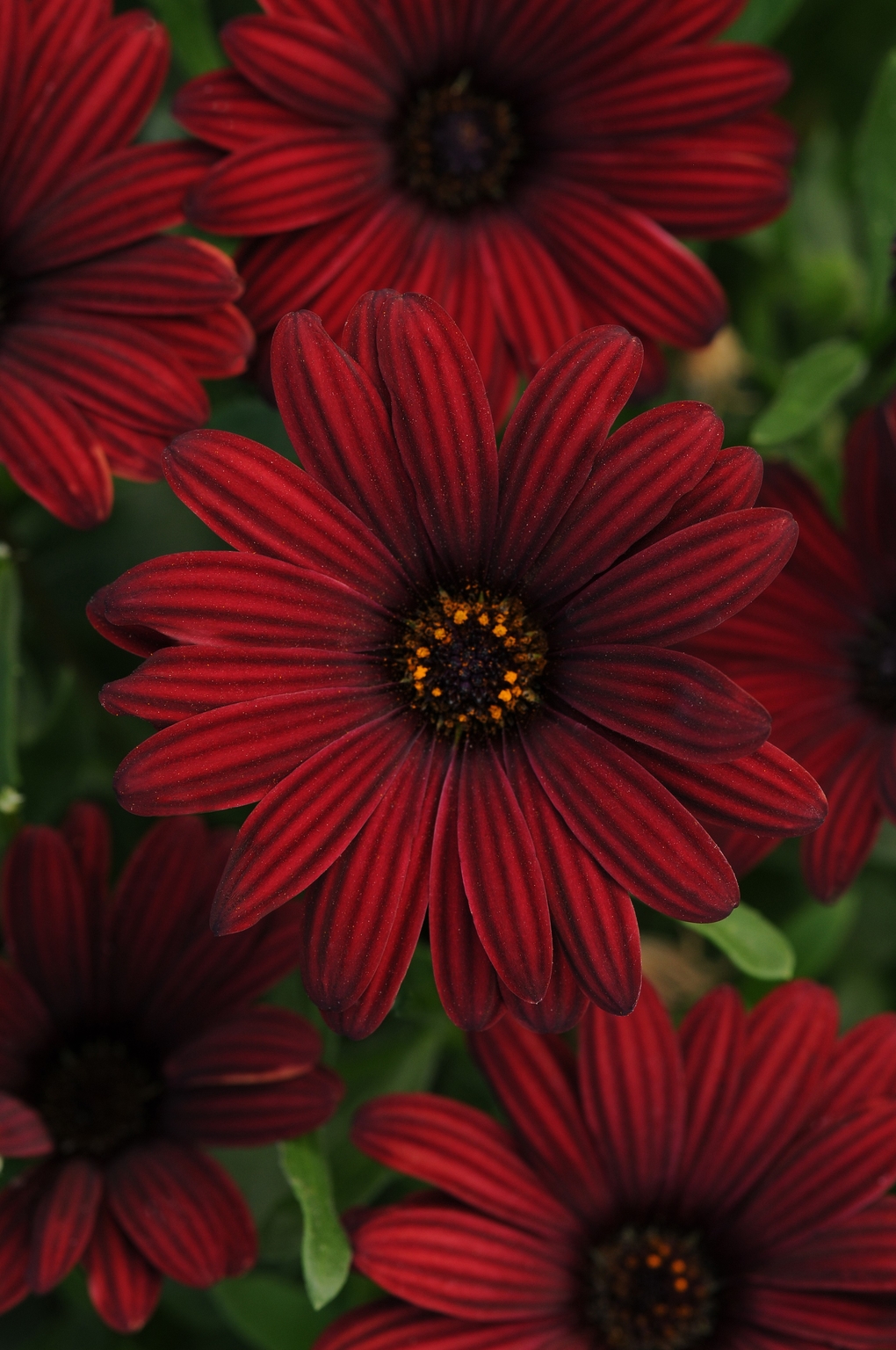 Osteospermum Serenity Red 1 Litre - Stewarts Garden Centre