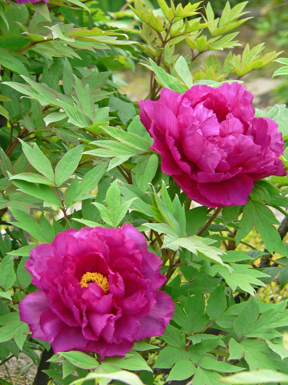 Paeonia Ling Hua Zhan Lu 5.5 Litre - Stewarts Garden Centre