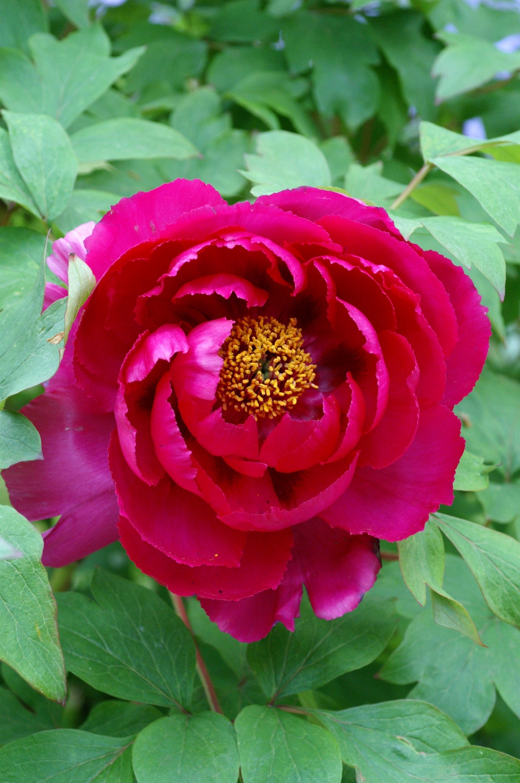Paeonia Wu Long Peng Sheng 5.5 Litre - Stewarts Garden Centre