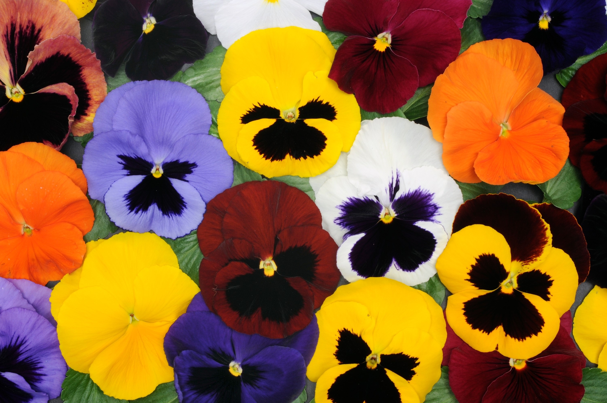 Pansy All Colours Mix 6 Pack - Stewarts Garden Centre