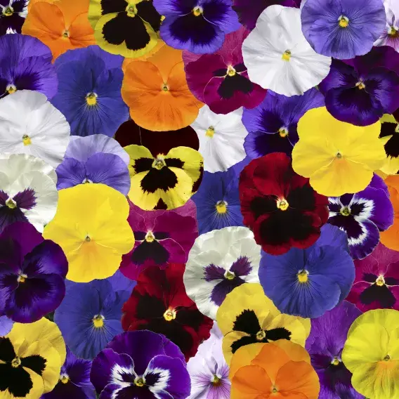 Pansy All Colours Mix 6 Pack - Stewarts Garden Centre