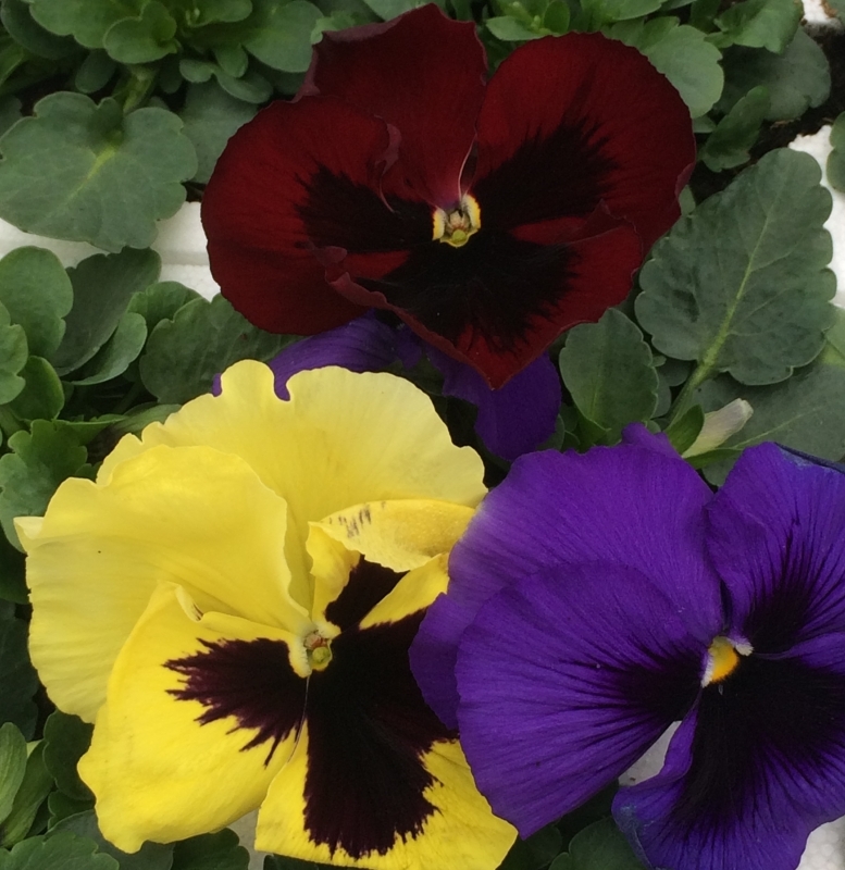 Pansy Blotched Mix Six Pack - Stewarts Garden Centre