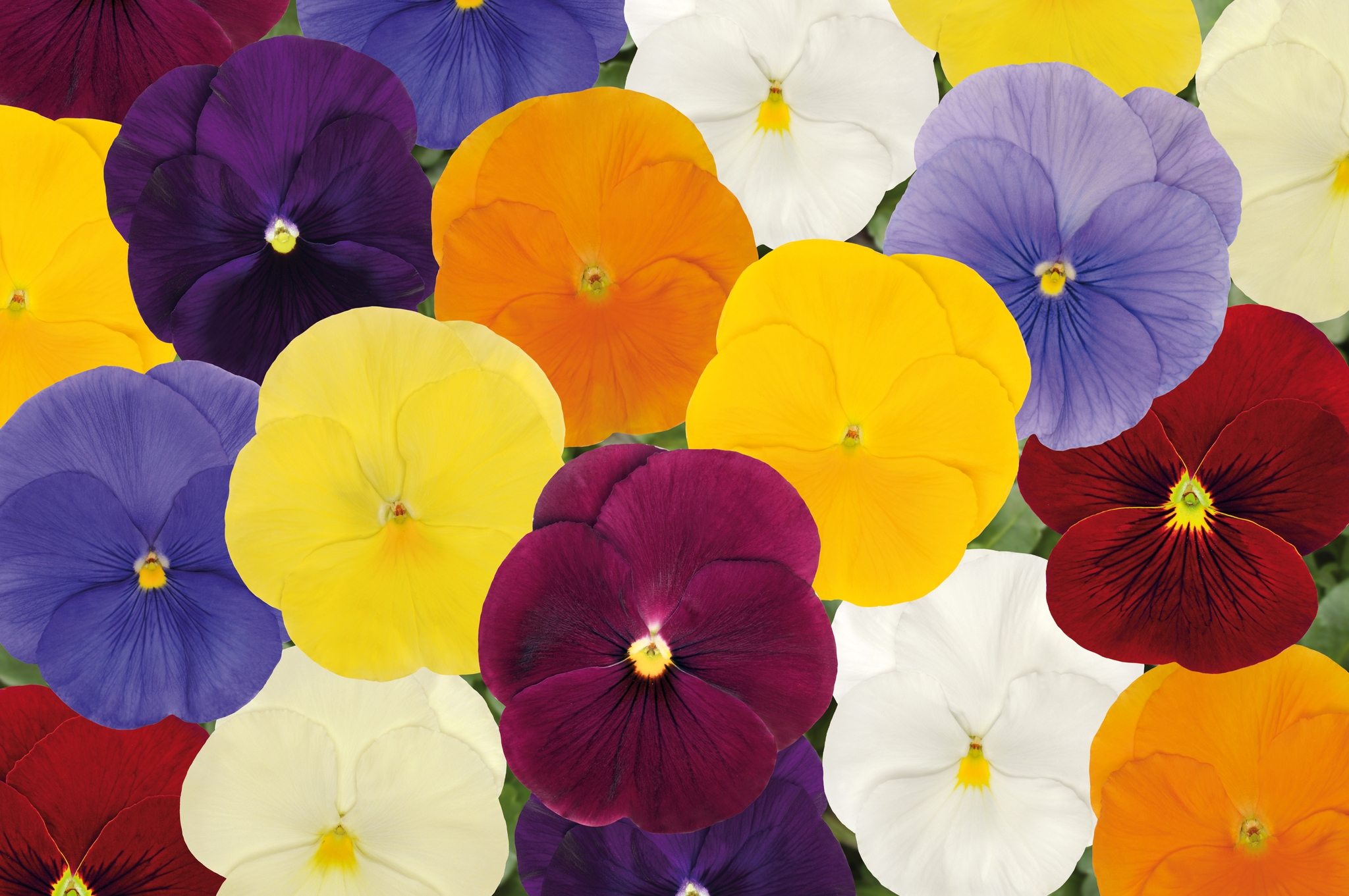 Pansy Clear Springs Six Pack - Stewarts Garden Centre