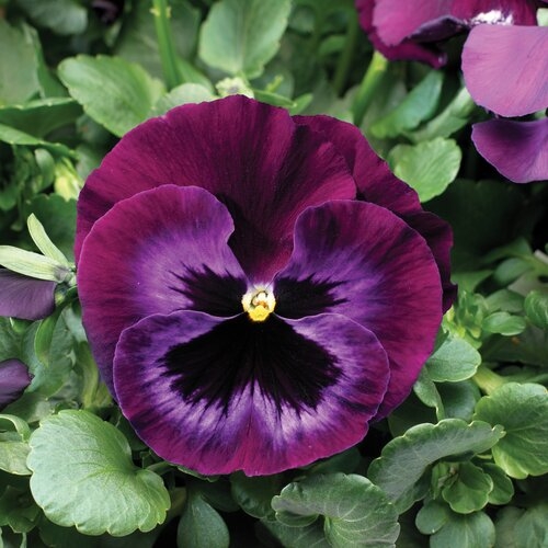 Pansy Neon Violet Six Pack - Stewarts Garden Centre