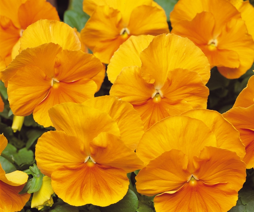 Pansy Orange Six Pack - Stewarts Garden Centre