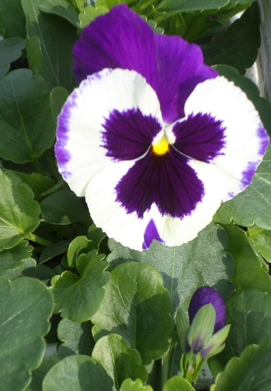 Pansy Purple & White Six Pack - Stewarts Garden Centre