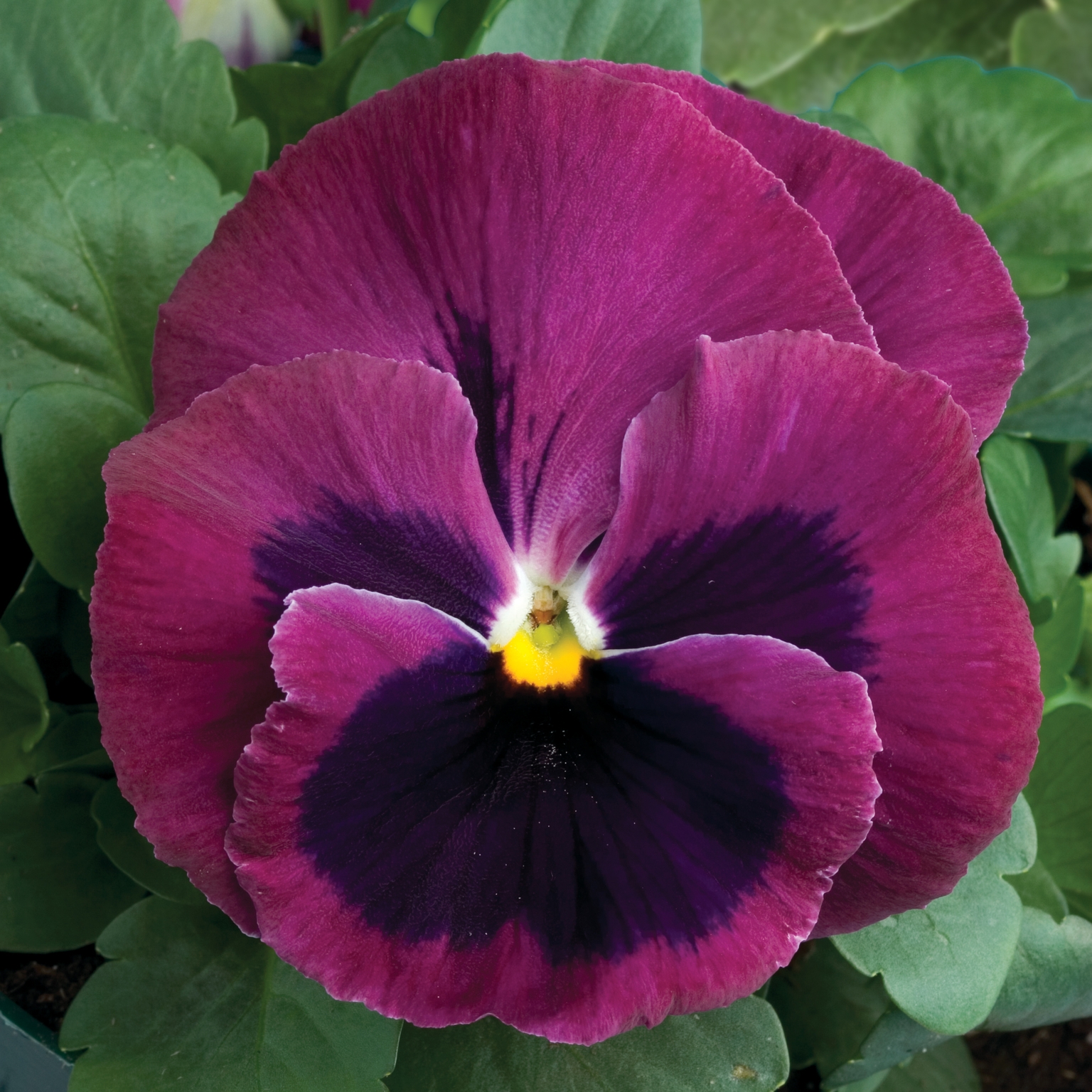 Pansy Rose Blotch Six Pack - Stewarts Garden Centre
