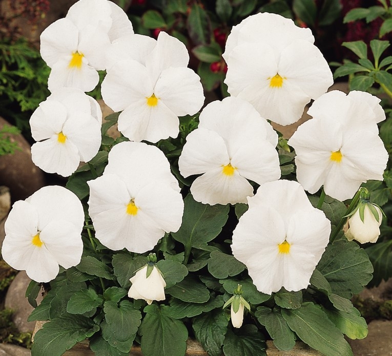 Pansy White 6 Pack - Stewarts Garden Centre