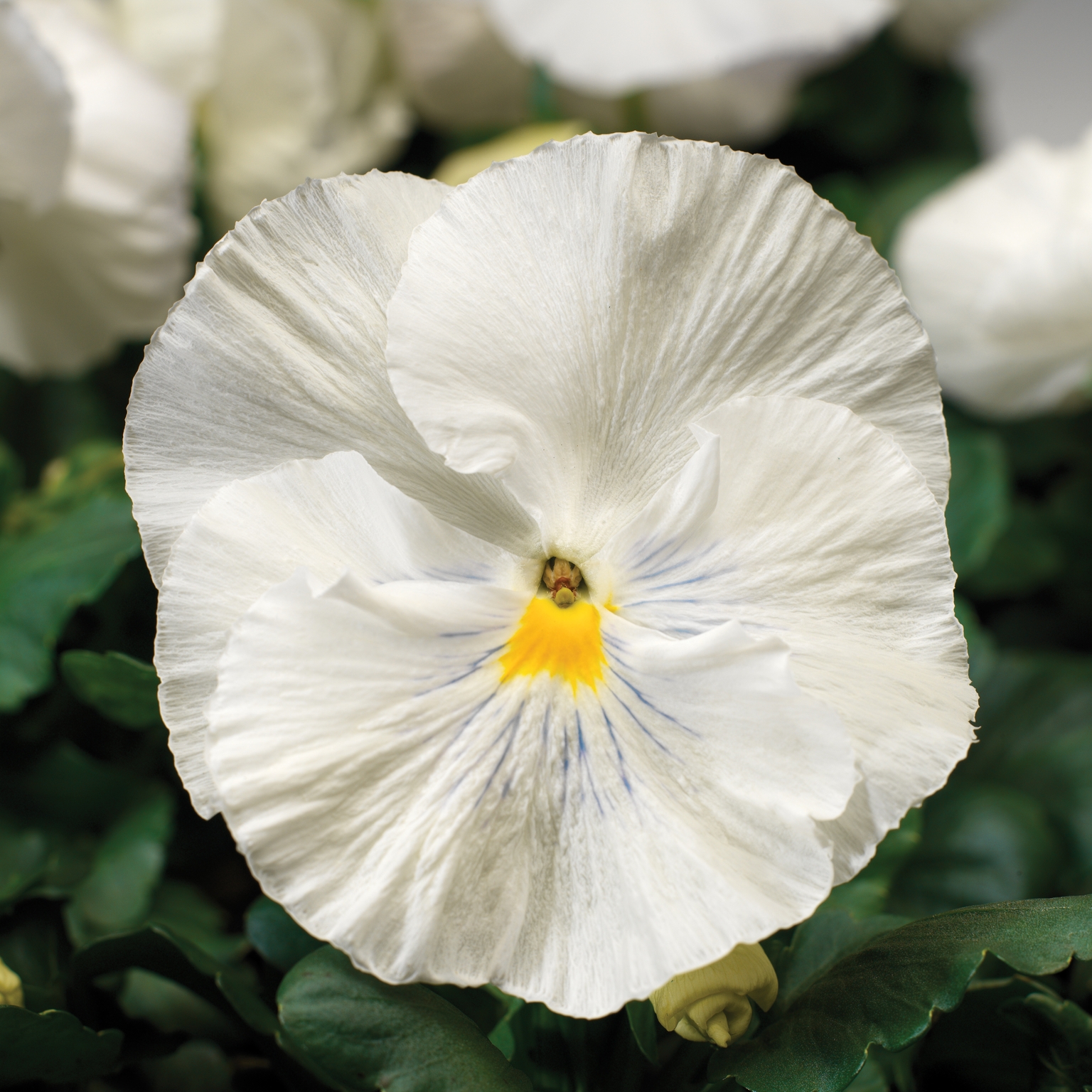 Pansy White Six Pack - Stewarts Garden Centre