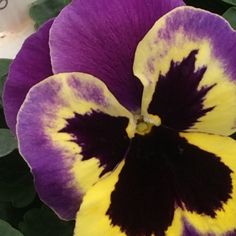 Pansy Yellow Purple Wing Six Pack - Stewarts Garden Centre