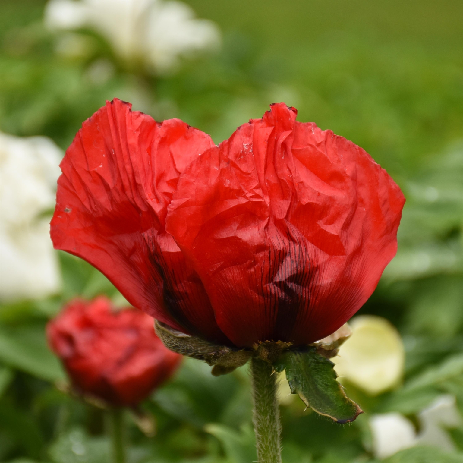 Papaver Allegro (Oriental Poppy) 3 Litre - Stewarts Garden Centre