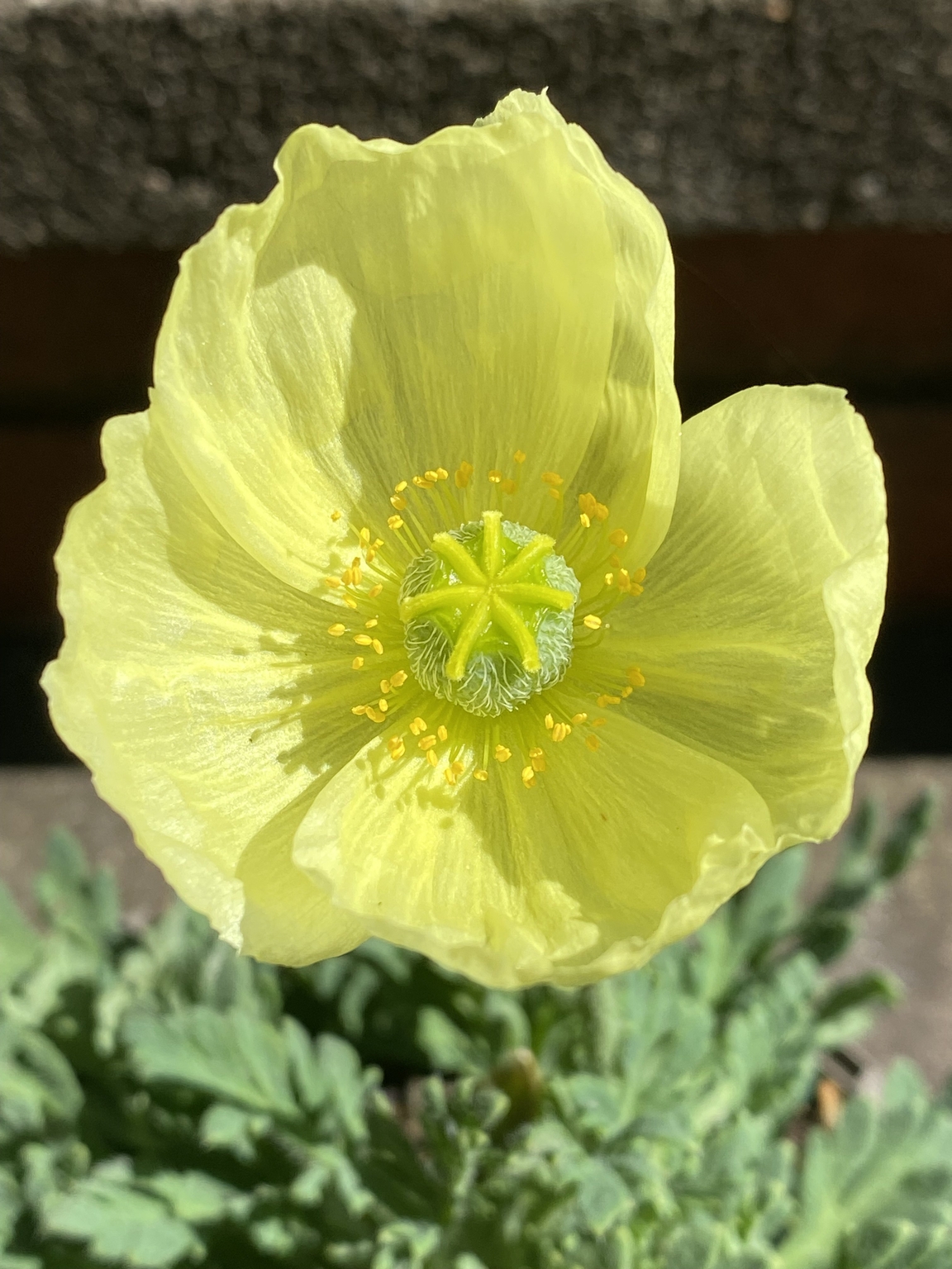 Papaver Moondance 2 Litre - Stewarts Garden Centre