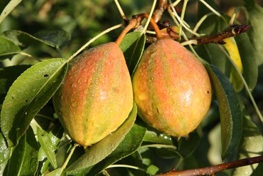 Pear Humbug Pyro Dwarf 12 Litre - Stewarts Garden Centre