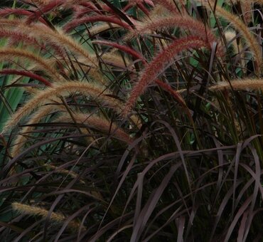 Grasses - Stewarts Garden Centre