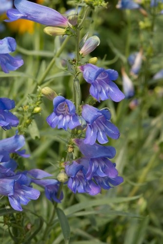 Penstemon Electric Blue 2 Litre - Stewarts Garden Centre