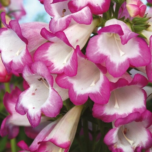 Penstemon Pensham Laura 3 Litre - Stewarts Garden Centre