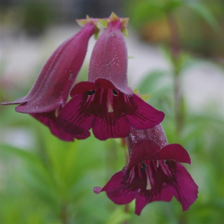 Penstemon Pensham Plum Jerkum 3 litre - Stewarts Garden Centre