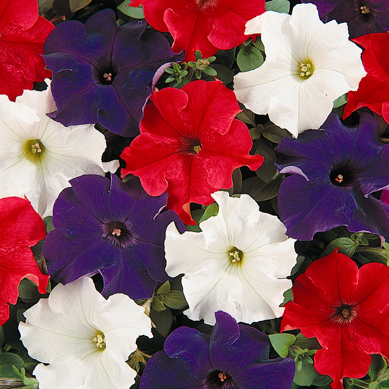 Petunia Patriot Mix Six Pack - Stewarts Garden Centre