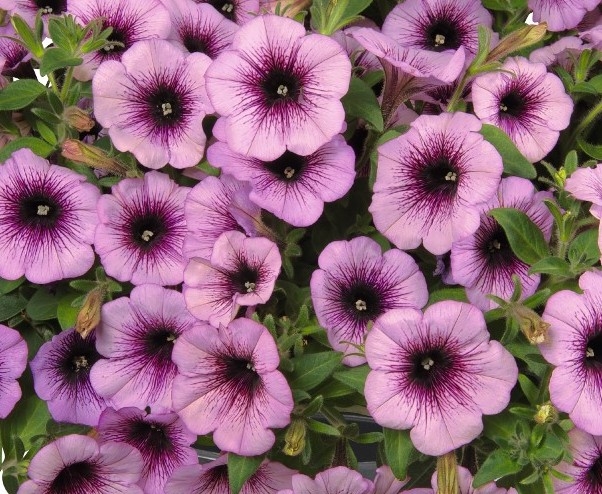 Petunia Raspberry Gem 1 Litre - Stewarts Garden Centre