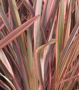 Phormium 'Rainbow Queen' 10 Litre - Stewarts Garden Centre