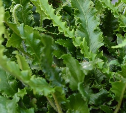 Phyllitis Angustifolia 1 Litre - Stewarts Garden Centre